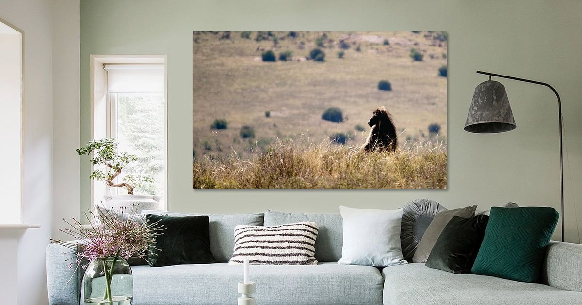 Zuid-Afrika Baviaan met uitzicht van Timba Art op canvas, behang en meer