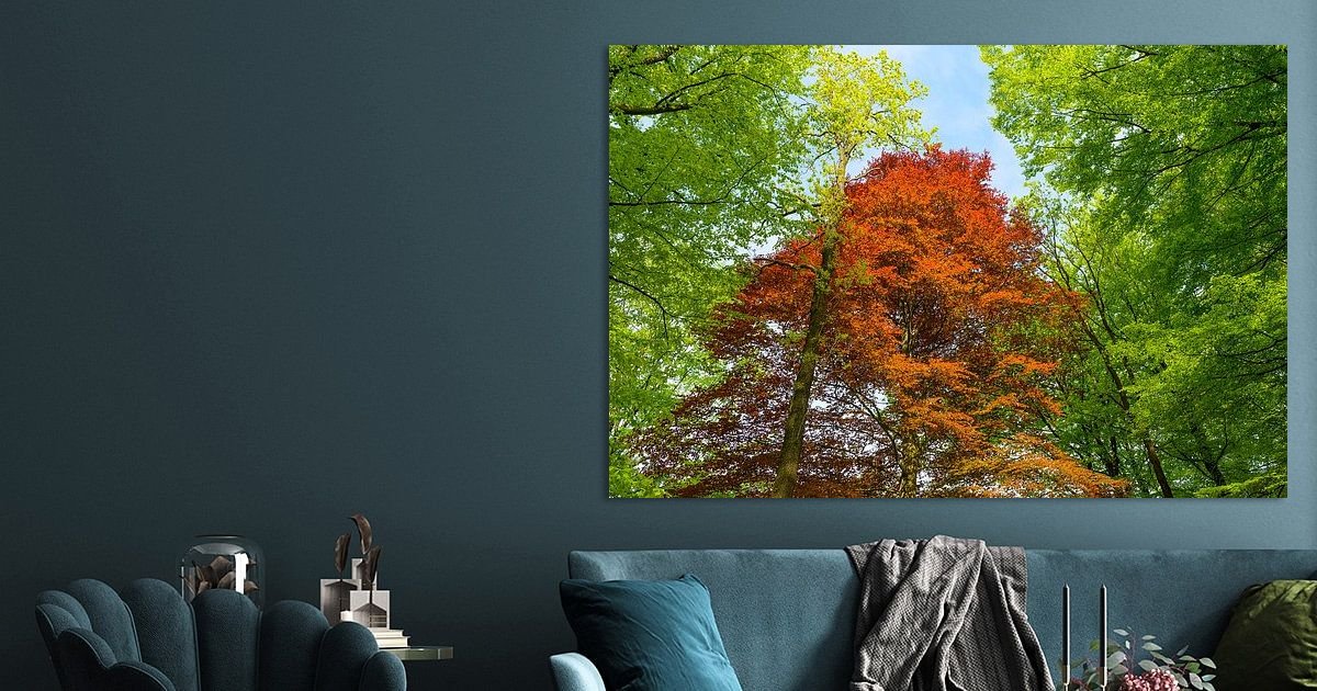 Rode Beuk in het groen van Sjoerd van der Wal Fotografie op canvas ...