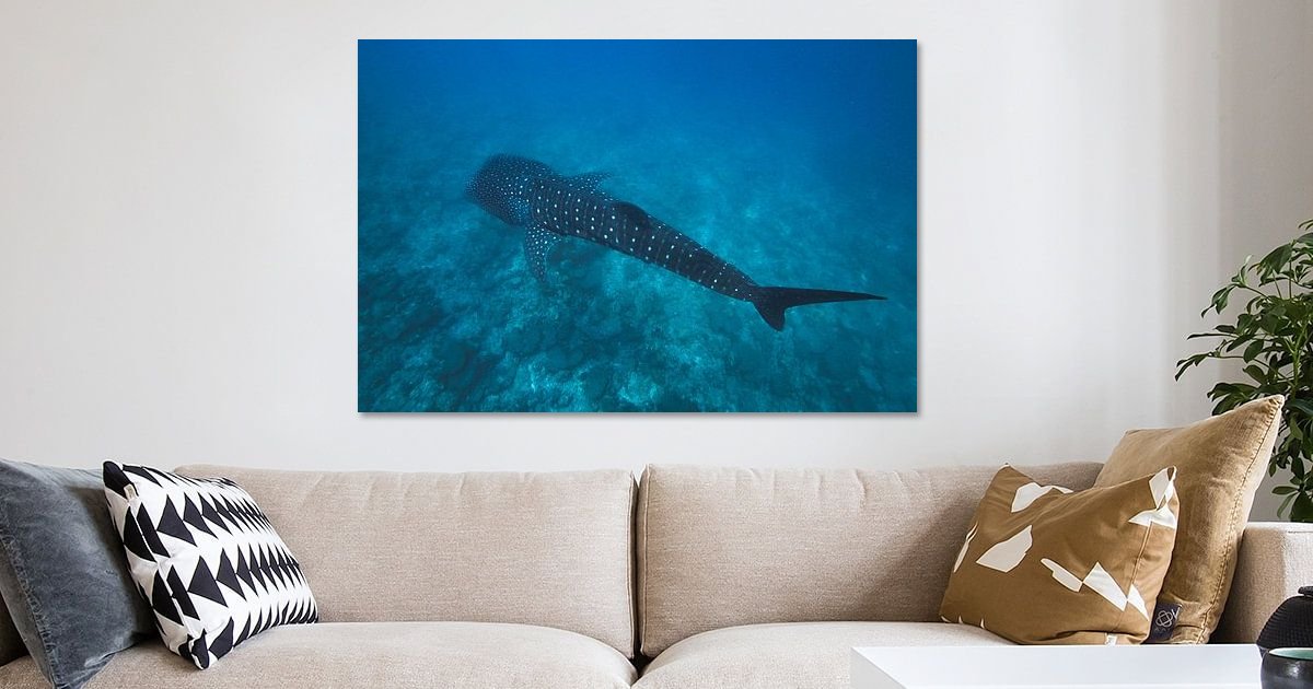 Walvishaai in de Malediven van Visuals by Justin op canvas, behang en meer