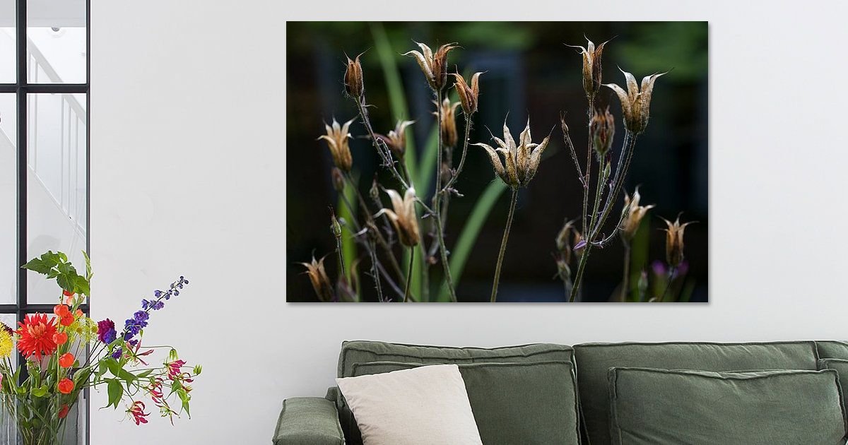 Dry seed heads of columbine (Aquilegia vulgaris) against a dark by ...