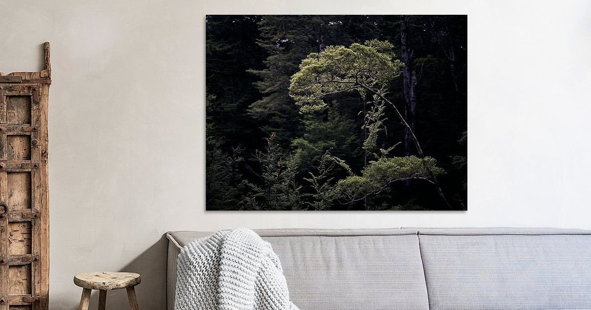 Suncatcher. Klein boompje vangt licht tussen de woudreuzen. van Marloes ...