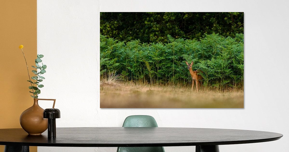 Roe deer from the ferns by Richard Guijt Photography on canvas, poster ...