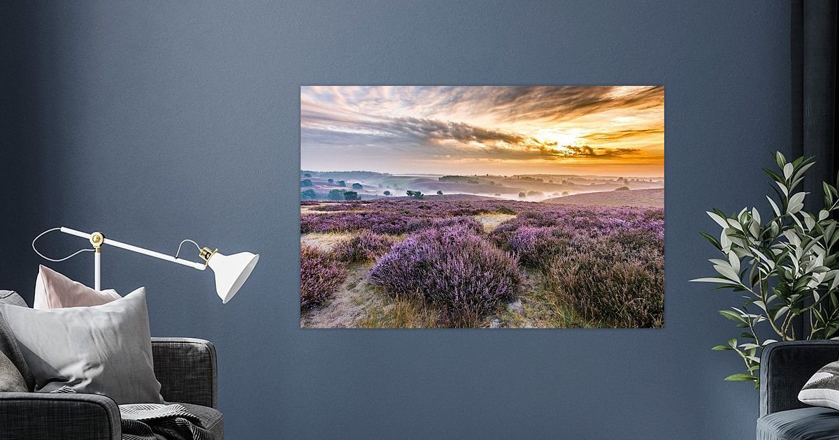 Bruyère en fleur sur la Posbank par l'artiste Sander Grefte