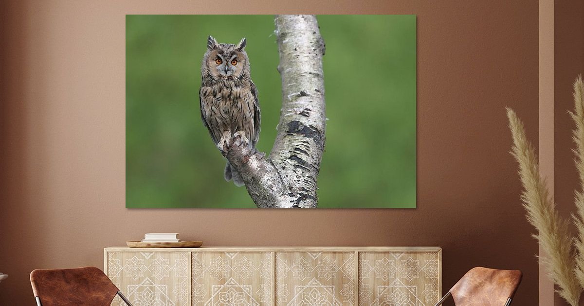 Ransuil (Asio otus) van Ronald Pol op canvas, behang en meer