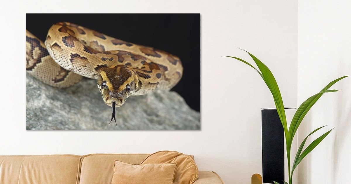 Rotspython (Python sebae) van Ronald Pol op canvas, behang en meer