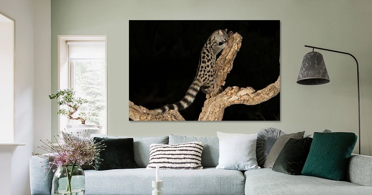 Genetkat in de nacht. Hij lijkt enigszins op een kat, en is nauw ...