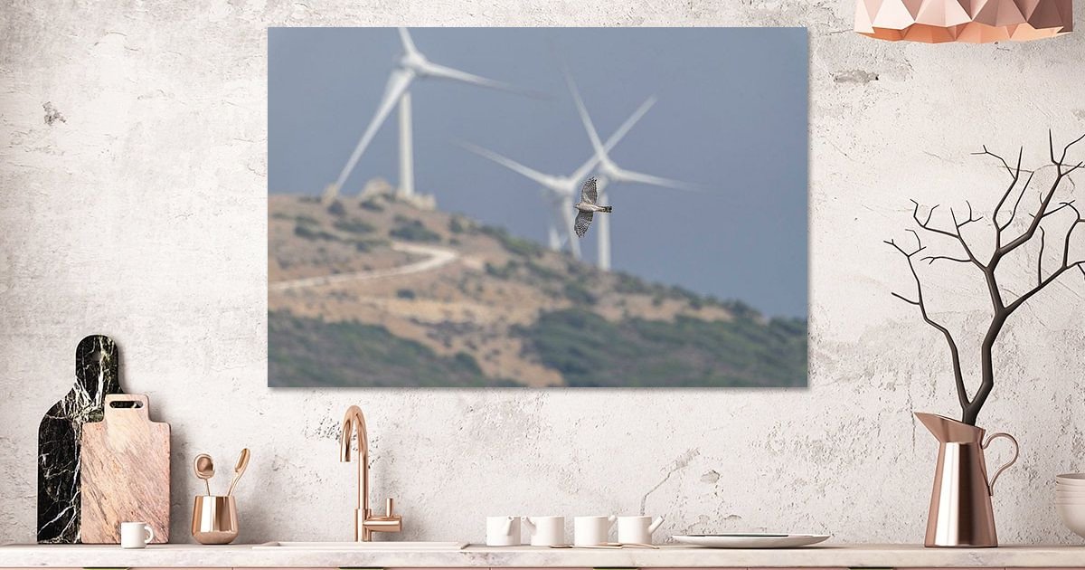 Deze havik scheerd over de heuvels van Tarifa op zoek naar prooi van ...