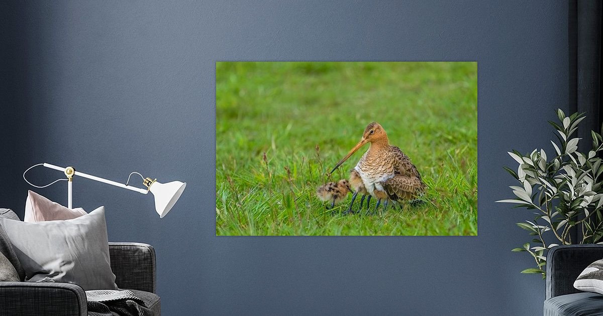 Een grutto in het gras ward hoor jongen onder vleugels van Hans Hut op ...