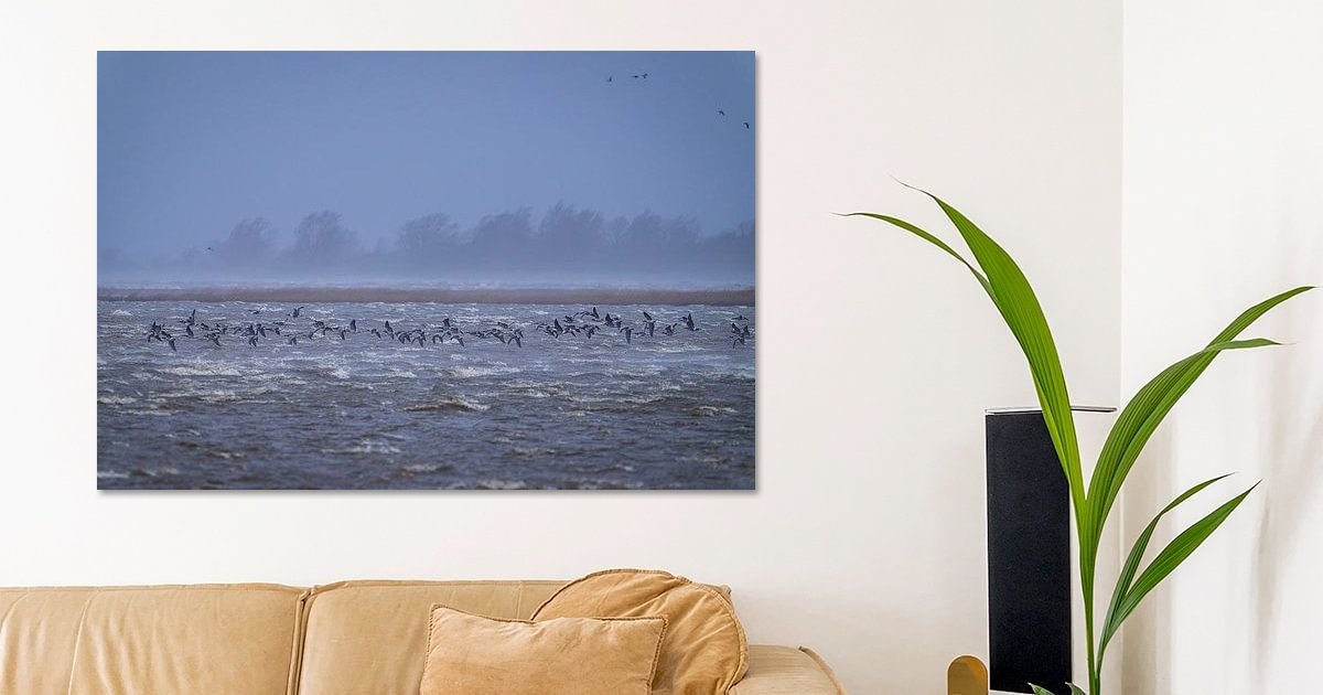 Brandganzen met tegenwind laag over het water van het Lauwersmeer. van ...