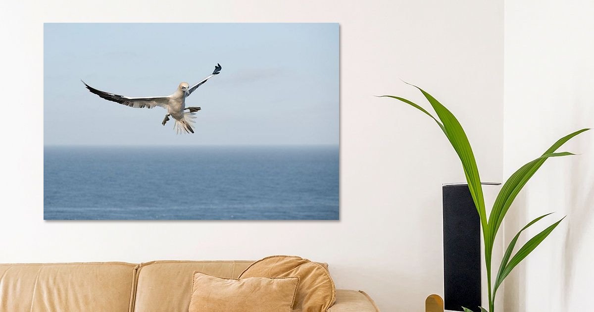 Jan van Gent vliegend van Elles Rijsdijk op canvas, behang en meer