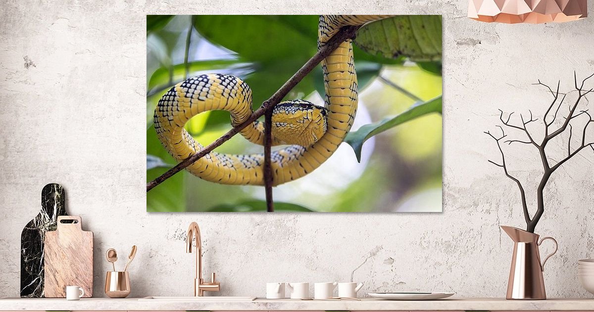 Giftige adder boven in een boom van Piet Hein Schuijff op canvas ...