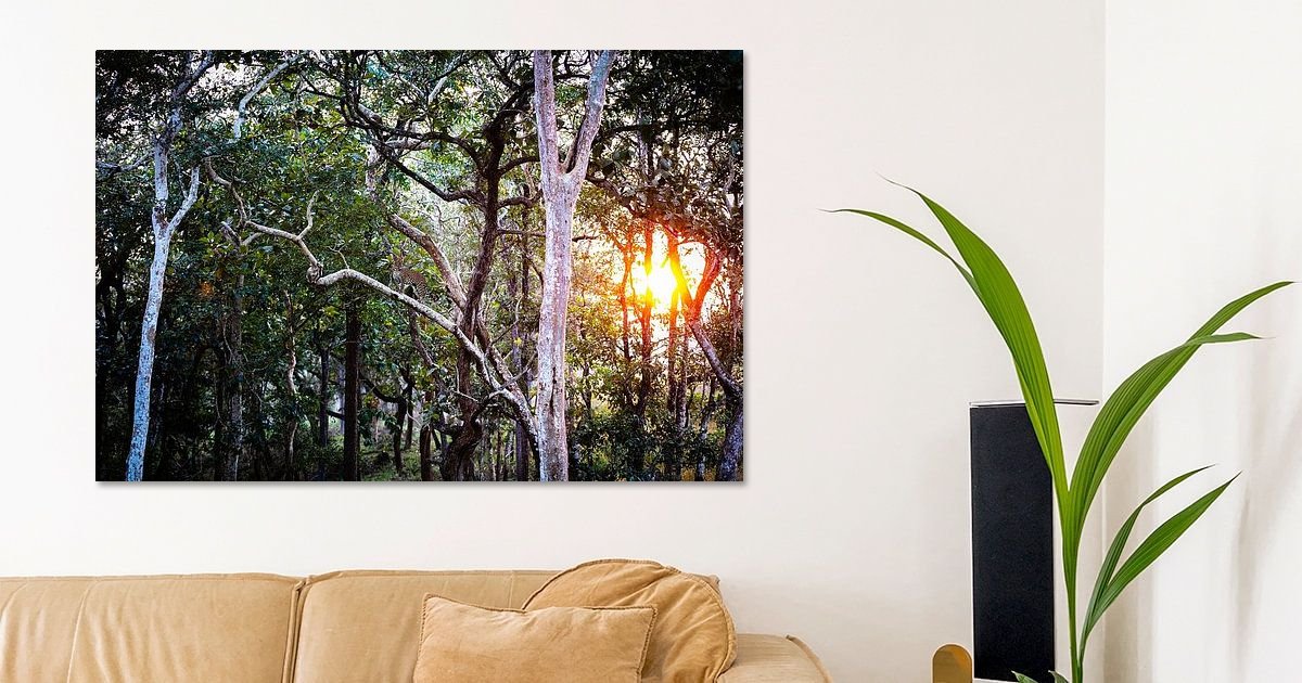 Royal Leopard Op zoek naar zijn prooi om op te jagen in Mudumalai ...