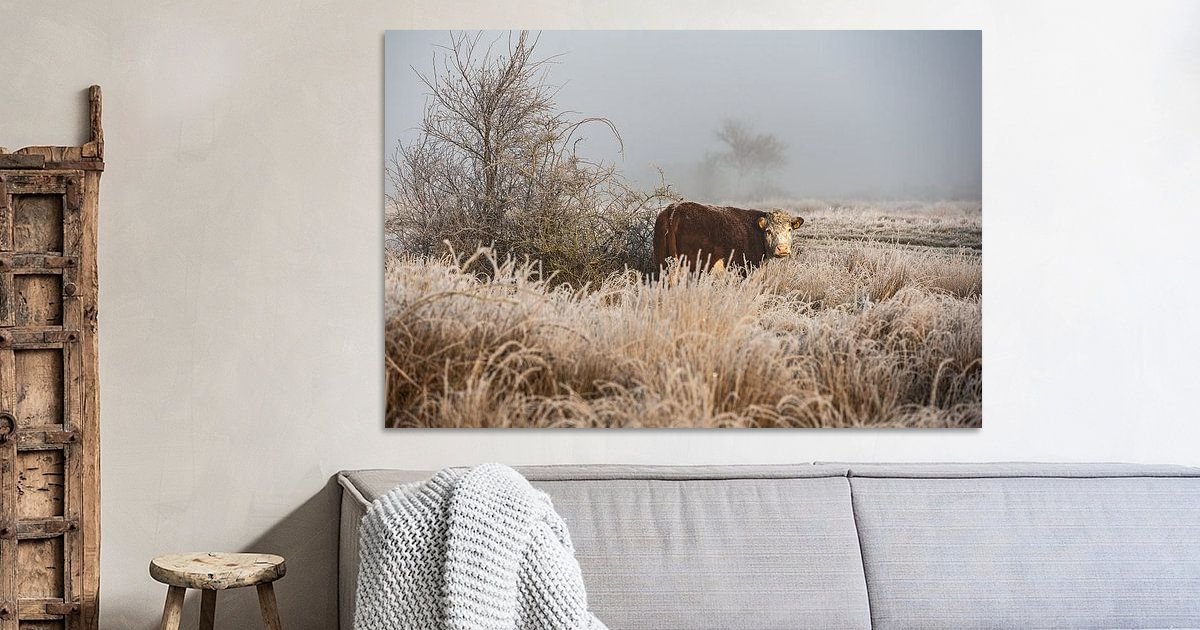 Een koe in een winterse landschap van de Vroongronden van Paula Romein ...