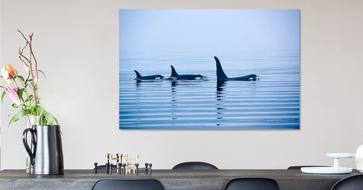 Killer whale or Orca with huge dorsal fins by Jürgen Ritterbach on ...