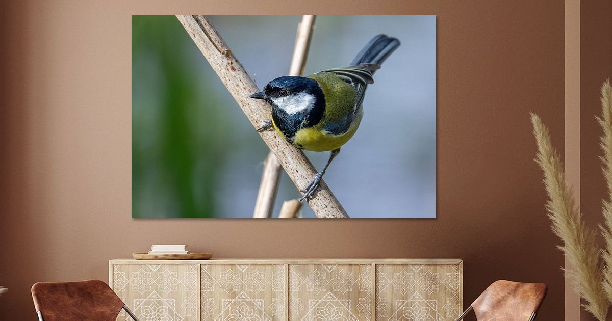 Koolmees van Dennis Eckert op canvas, behang en meer