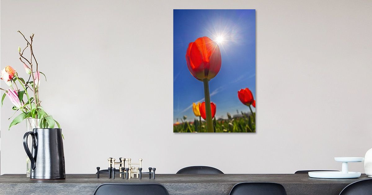 Tulpen met blauwe lucht tegen de zon in. van Erik de Rijk op canvas ...