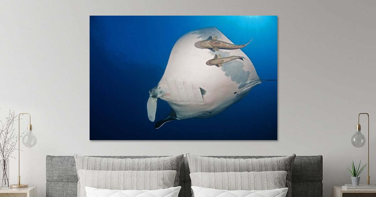 Mantarog en Remoras van Ilan Ben Tov op canvas, behang en meer