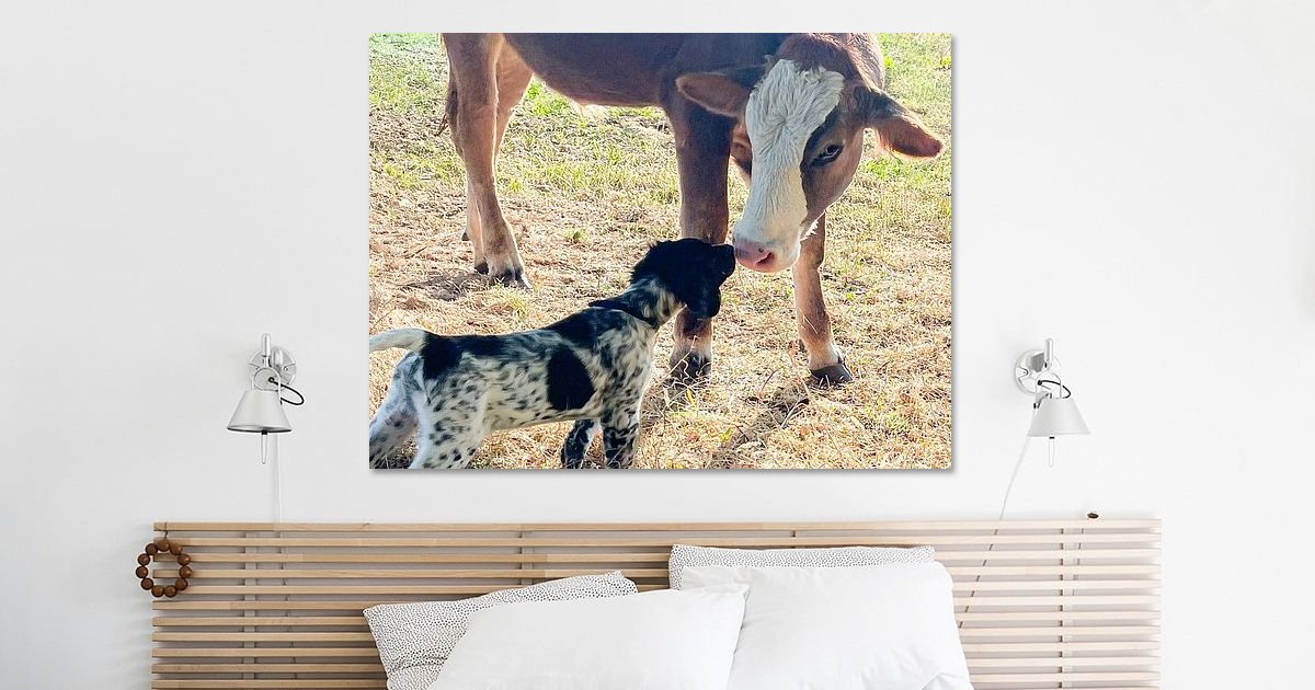 Hond en koe een tedere ontmoeting op de boerderij van SO fotografie op ...