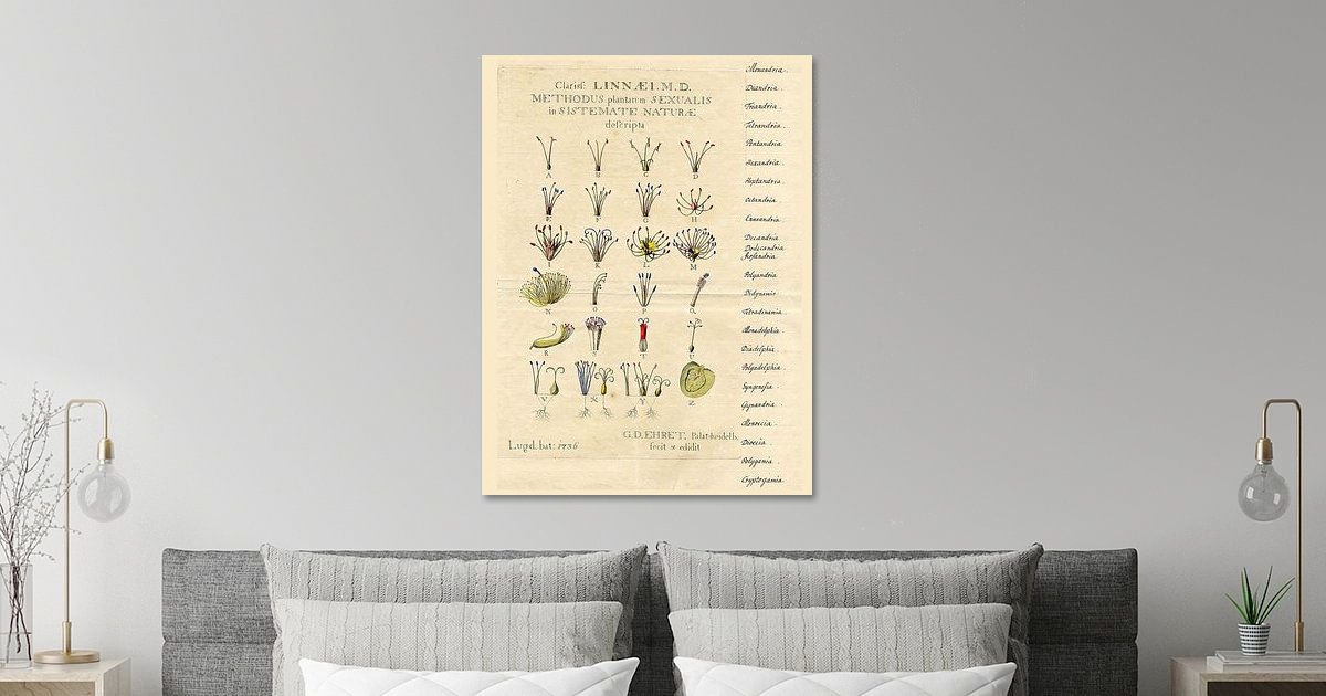 Ehret – Botanische prent uit de 18e eeuw van Hernâni Fernandes Tavares ...