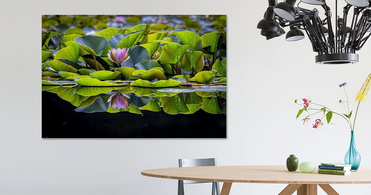 Waterlelie; water lily; Nymphaea; ven, pars, reflectie, flora van Karin ...