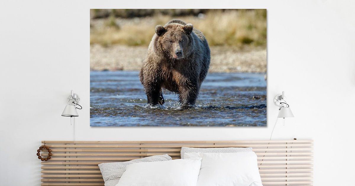 Grizzly beer jagend van Menno Schaefer op canvas, behang en meer