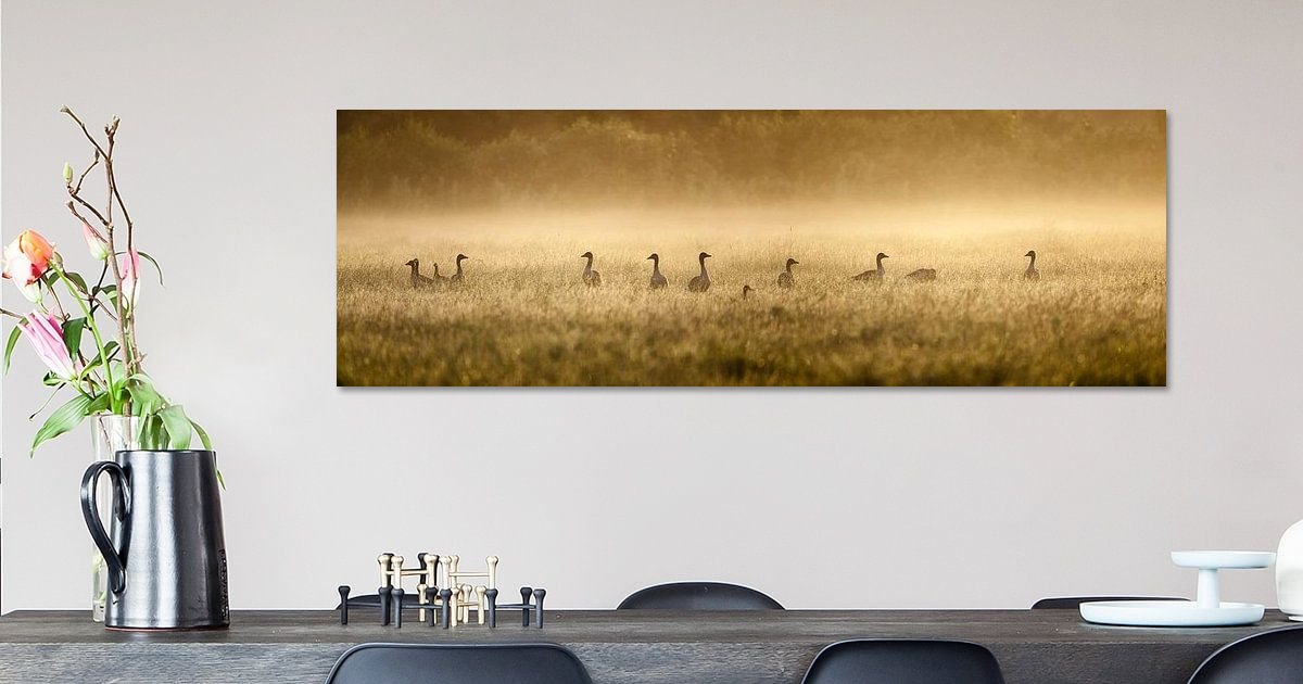Grauwe ganzen in de ochtendmist. Panoramafoto. van Frans Lemmens op ...