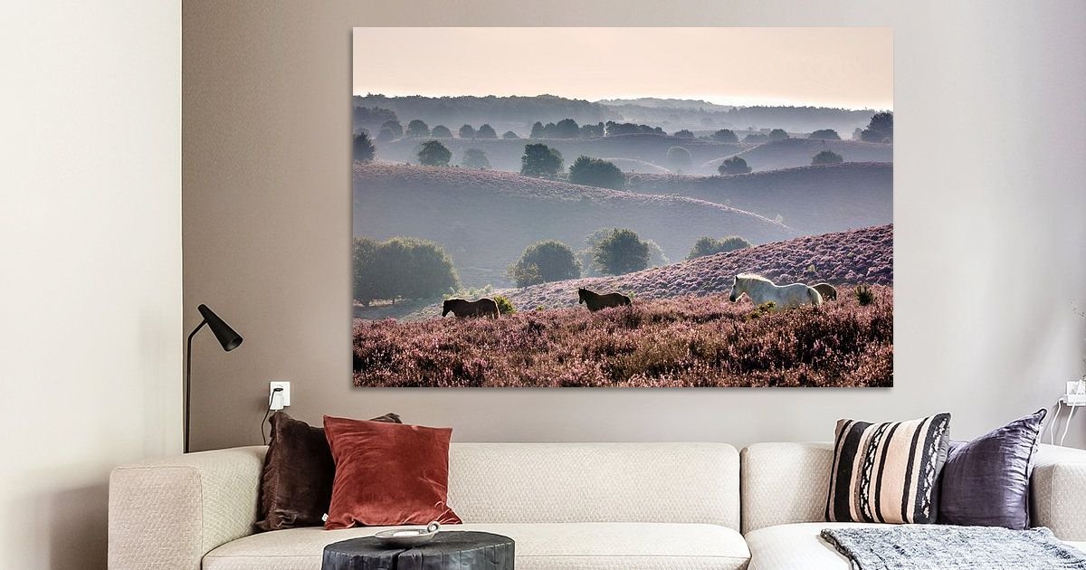 IJslandse paarden lopen door de bloeiende heide. van Frans Lemmens op ...
