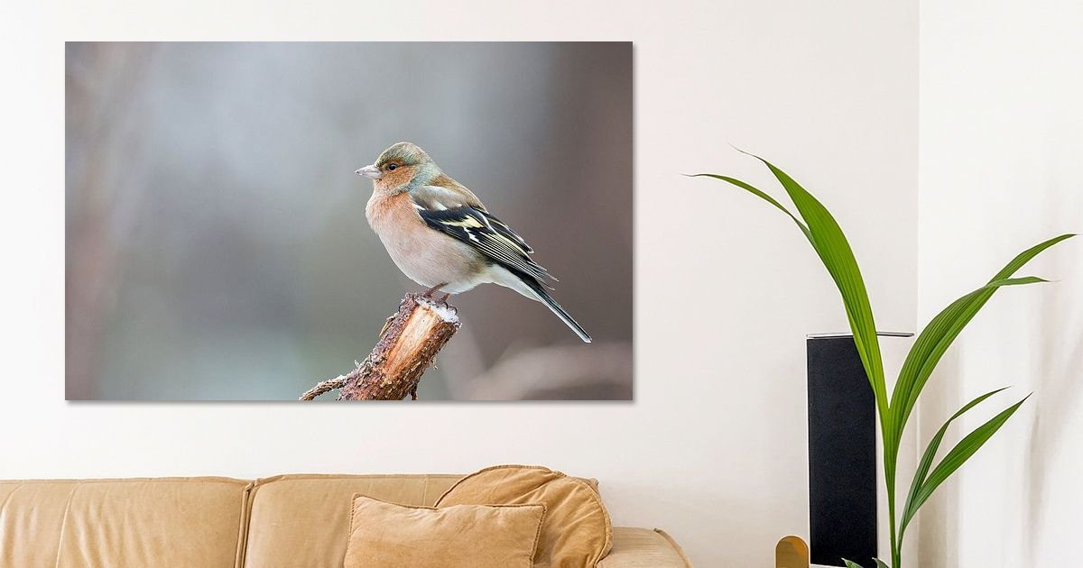 Vink (man) van Rando Kromkamp Natuurfotograaf op canvas, behang en meer