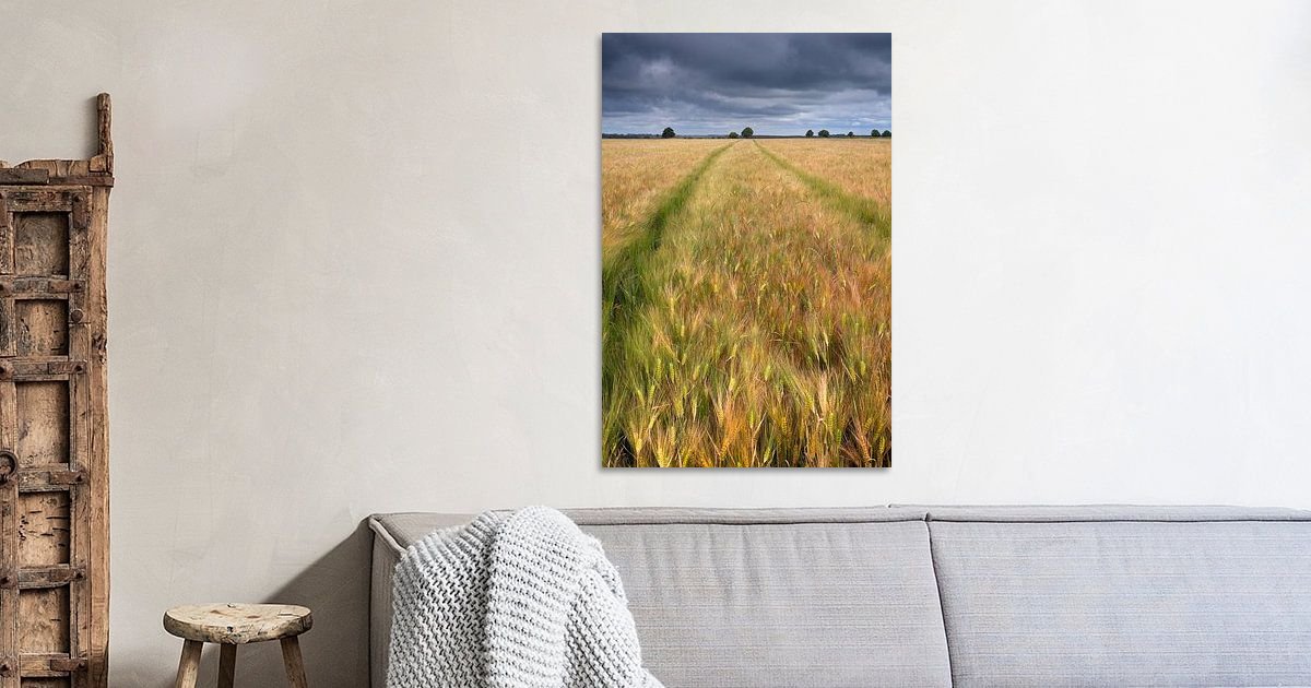Graanveld tijdens de zomer in Nederland met een driegende lucht en ...