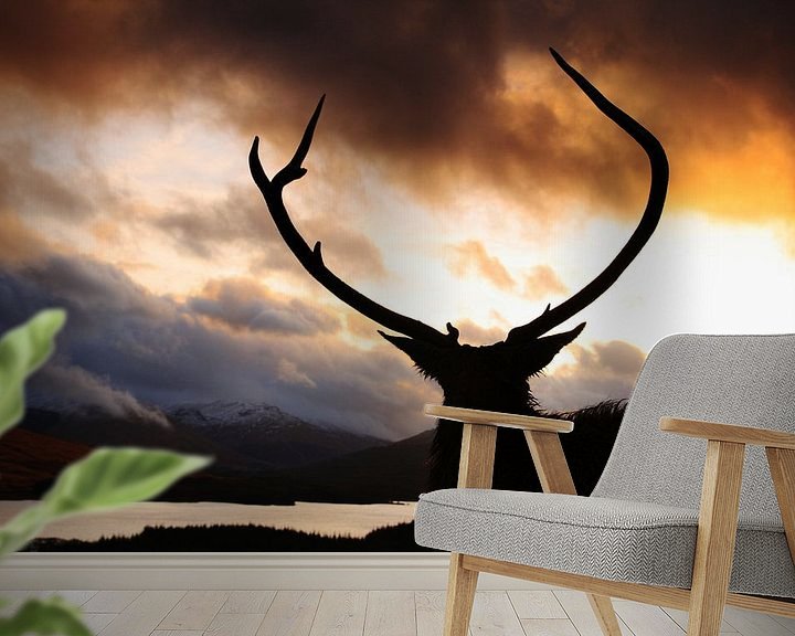 Highland Stag van Graham Forrester op canvas, behang en meer