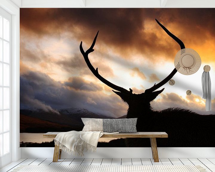 Highland Stag van Graham Forrester op canvas, behang en meer