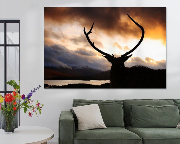 Highland Stag van Graham Forrester op canvas, behang en meer