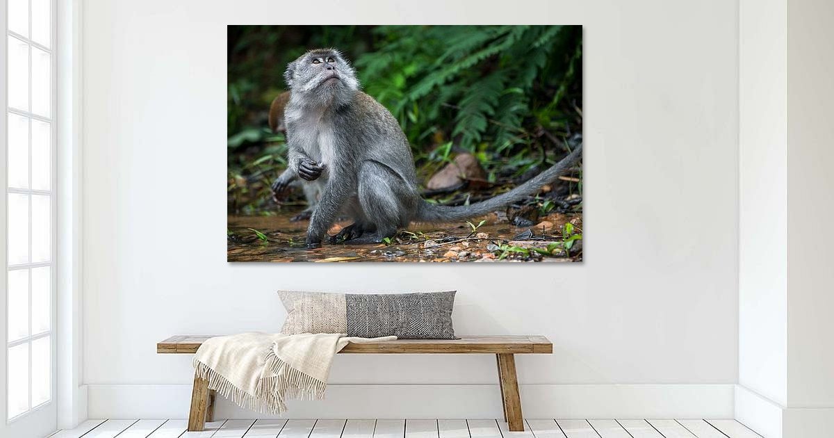 Makaak in de jungle - Sumatra, Indonesië van Martijn Smeets op canvas ...