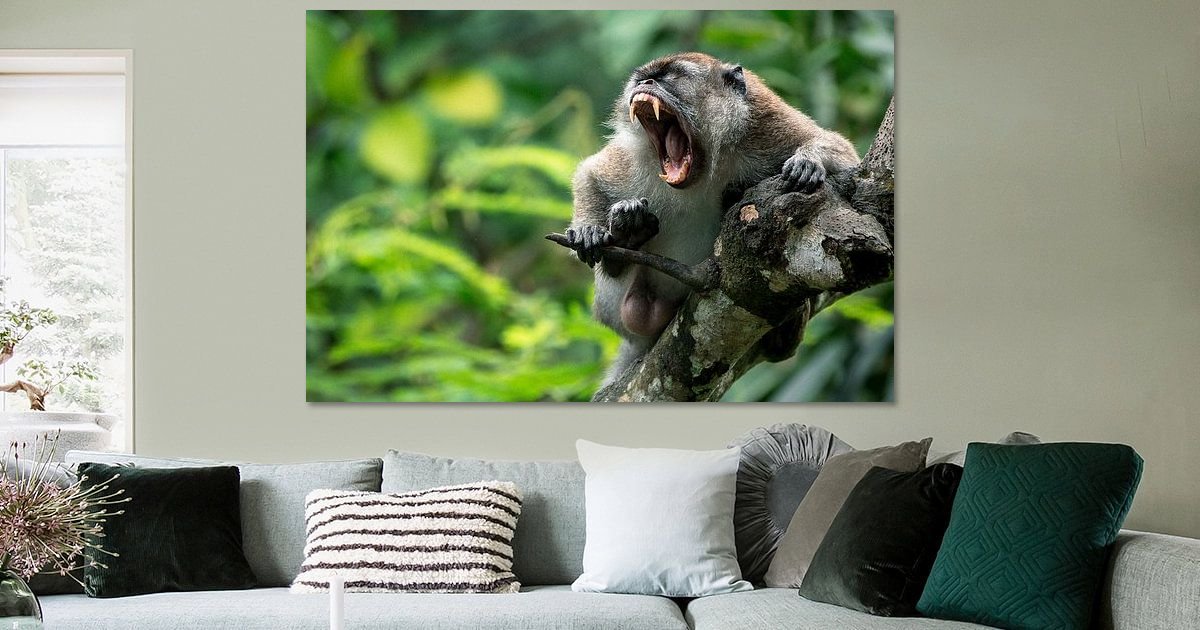 Makaak in de jungle - Sumatra, Indonesië van Martijn Smeets op canvas ...