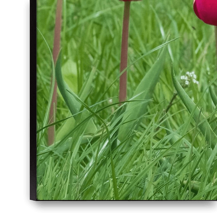 Tulpen op de tulpenvelden in Flevoland van Merijn Loch op canvas ...