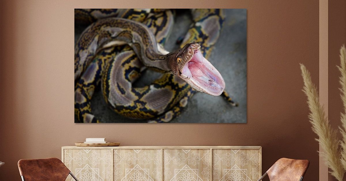 Order Beautiful Snakes Art as Wall Art | Art Heroes