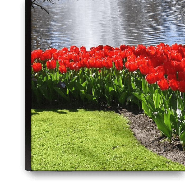 Tulpen in bloei in de tuin van Claude Laprise op canvas, behang en meer