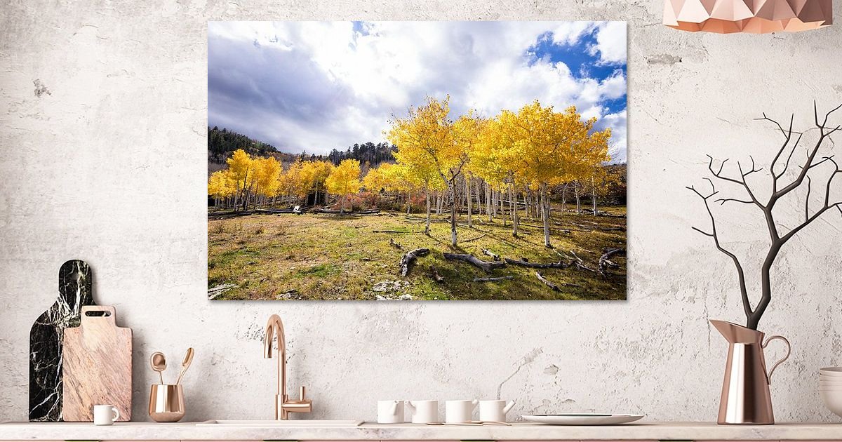 Beuken Herfst van Thomas Klinder op canvas, behang en meer