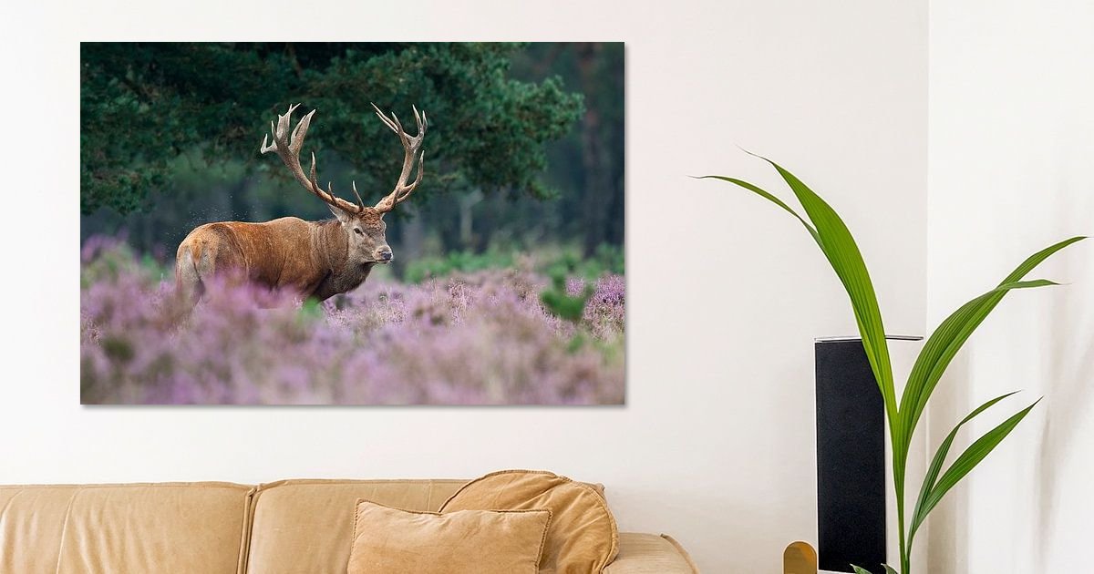 Edelhert tussen de paarse Heide. van Rob Christiaans op canvas, behang ...