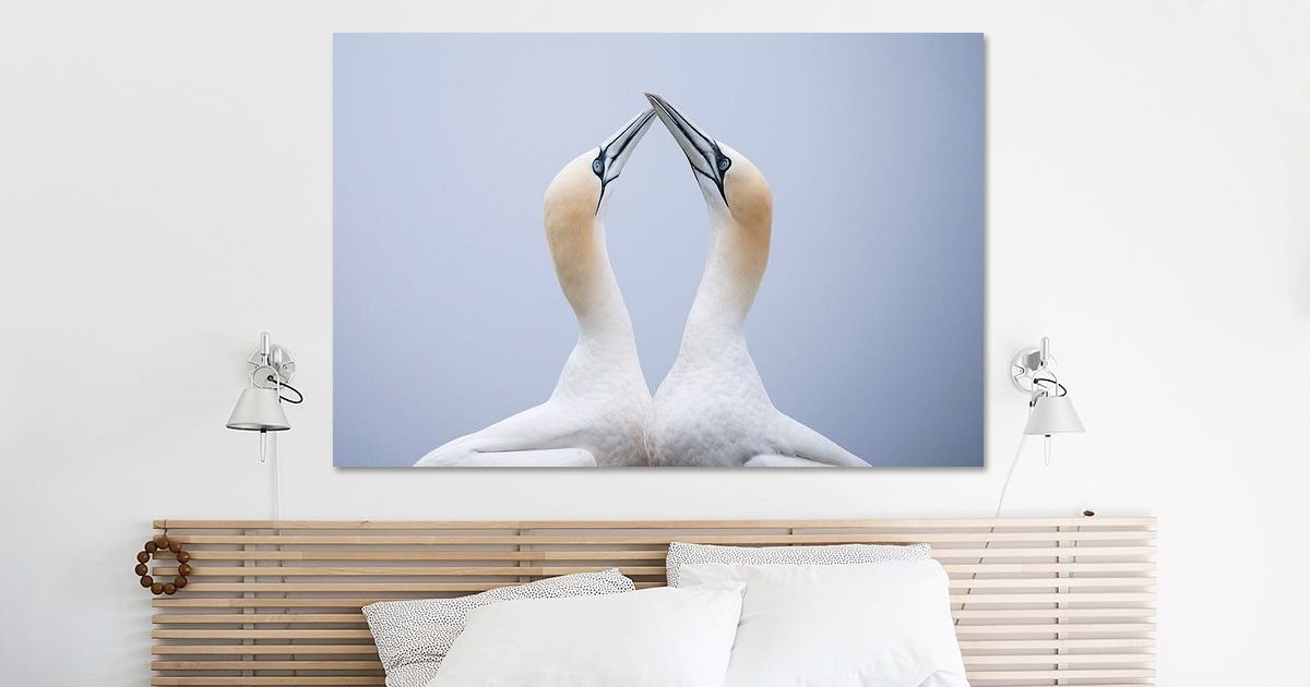 Onvoorwaardelijke liefde van de mooie Jan-van-Genten. van Francis Dost ...