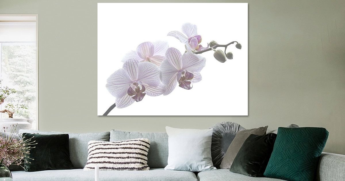 Orchid van Marjon van Vuuren op canvas, behang en meer