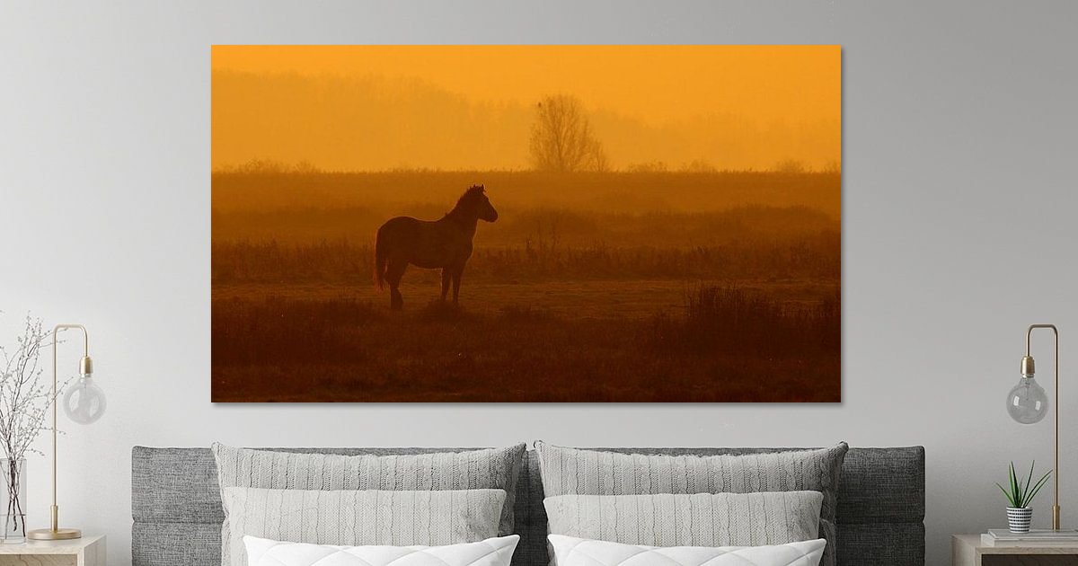 Konik horse in the morning van Anne Koop op canvas, behang en meer