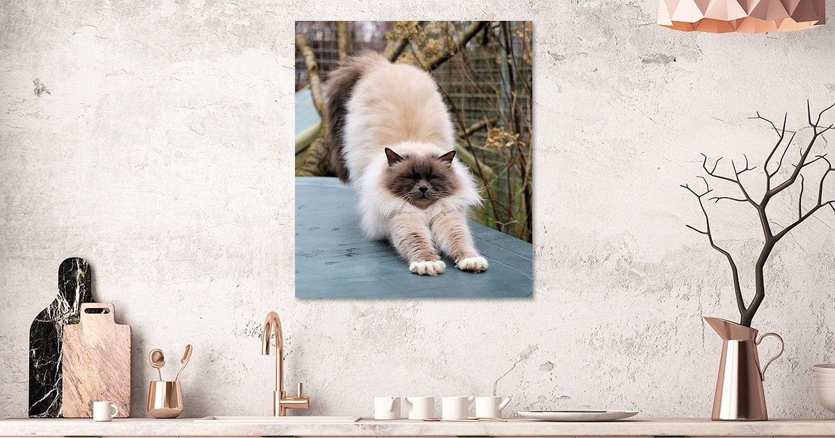Heilige Birmaan op canvas, behang en meer bestellen