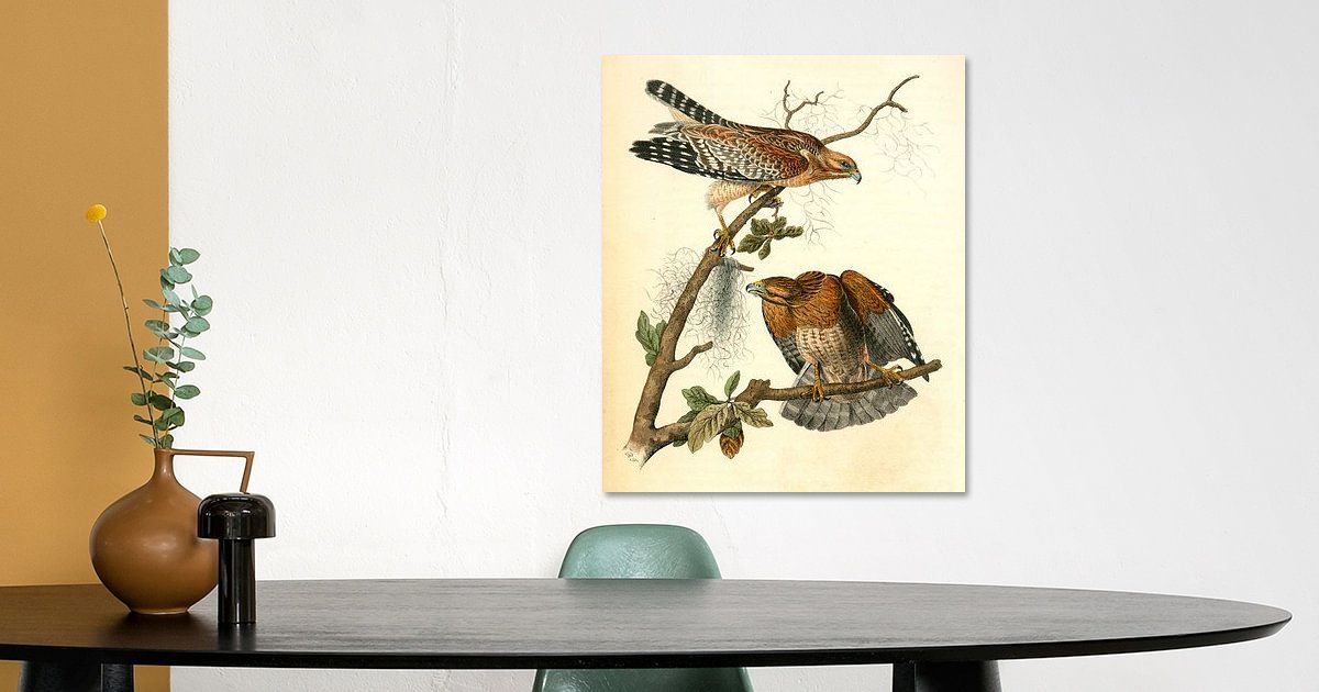 Buizerd, Red-shouldered Buzzard., Audubon, John James, 1785-1851 op ...