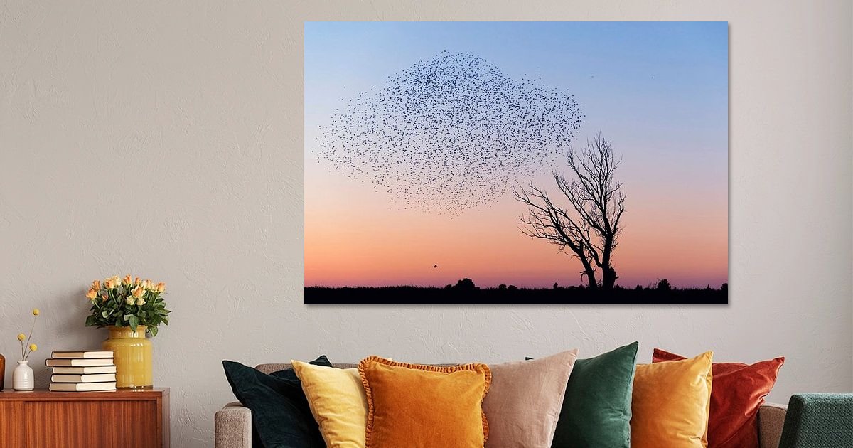 Spreeuwen tijdens zonsonderdang die zich verzamelen zich voor de nacht ...