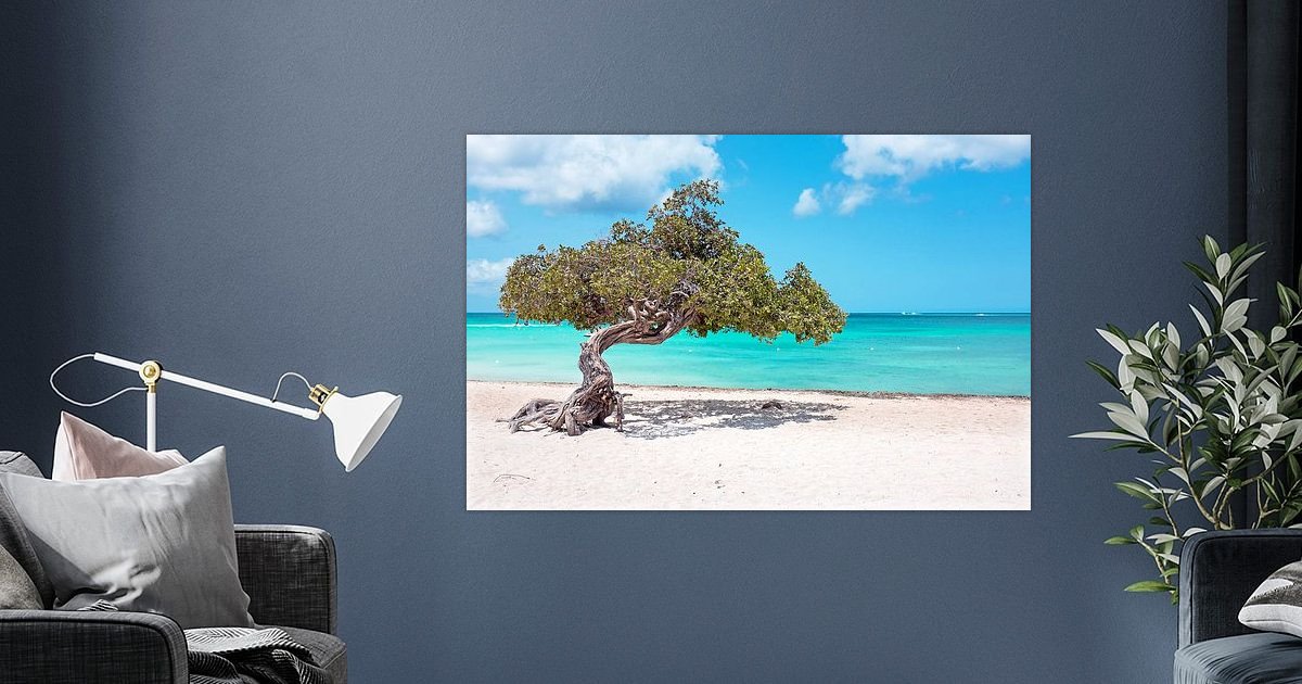 Divi divi tree on Aruba island in the Caribbean Sea by Eye on You on ...