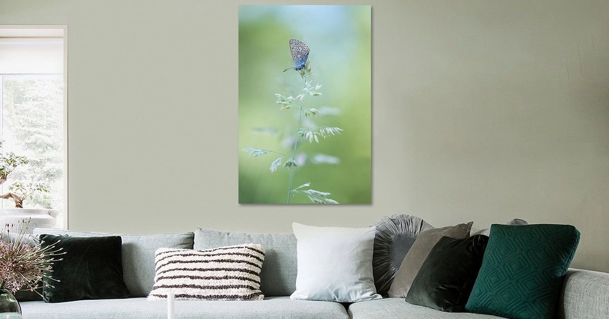 Vlinder ontwaakt tijdens zonsopkomst van Francis Dost op canvas, behang ...