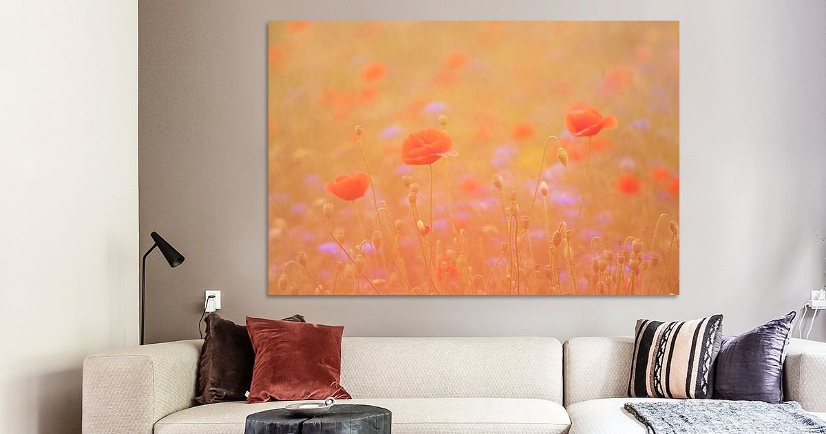 Klaprozen in een veld met korenbloemen van Francis Dost op canvas ...