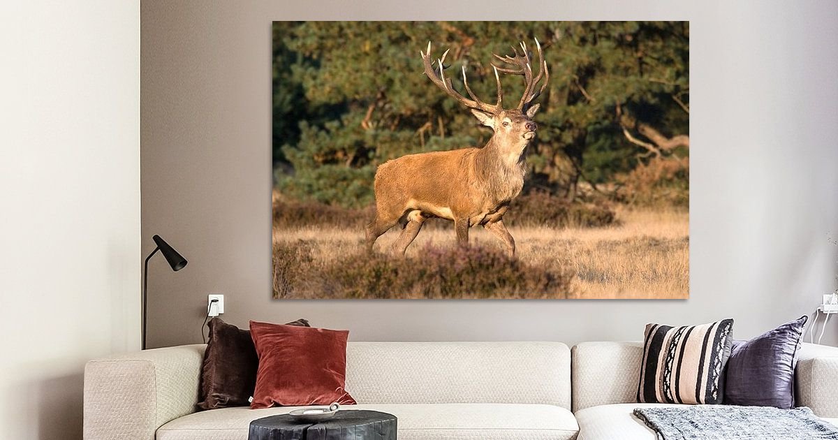 Edelhert van Ronald Wilfred Jansen op canvas, behang en meer