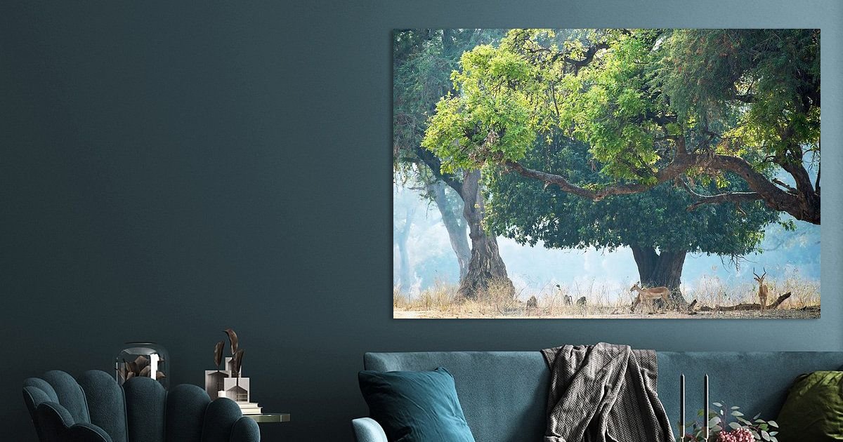 Waterbokjes in een echt sprookjesbos in Zibabwe, Afrika van Francis ...